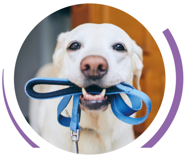 Animal Care | Bray Healthcare